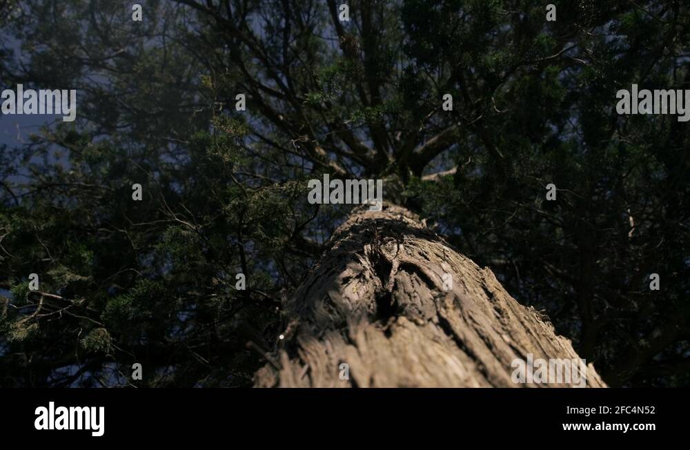 Saudi tree Stock Videos & Footage - HD and 4K Video Clips - Alamy