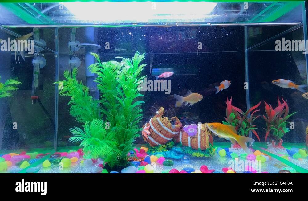 Danio fish Stock Videos & Footage - HD and 4K Video Clips - Alamy