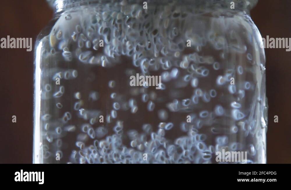 Seeds floating water Stock Videos & Footage - HD and 4K Video Clips - Alamy