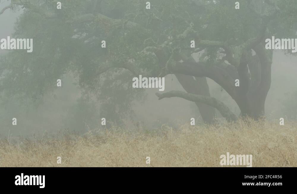 Oak tree in mist Stock Videos & Footage - HD and 4K Video Clips - Alamy