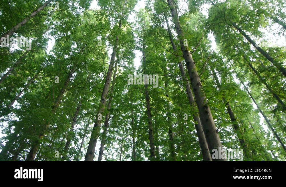 Jungle shade Stock Videos & Footage - HD and 4K Video Clips - Alamy