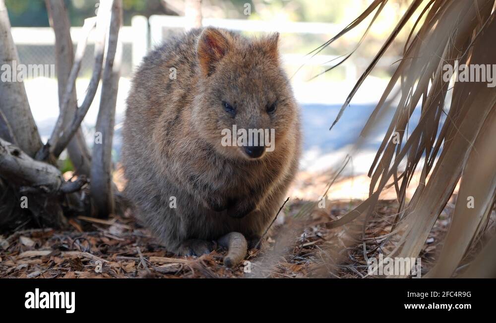 Rottnest quokka beach Stock Videos & Footage - HD and 4K Video Clips ...