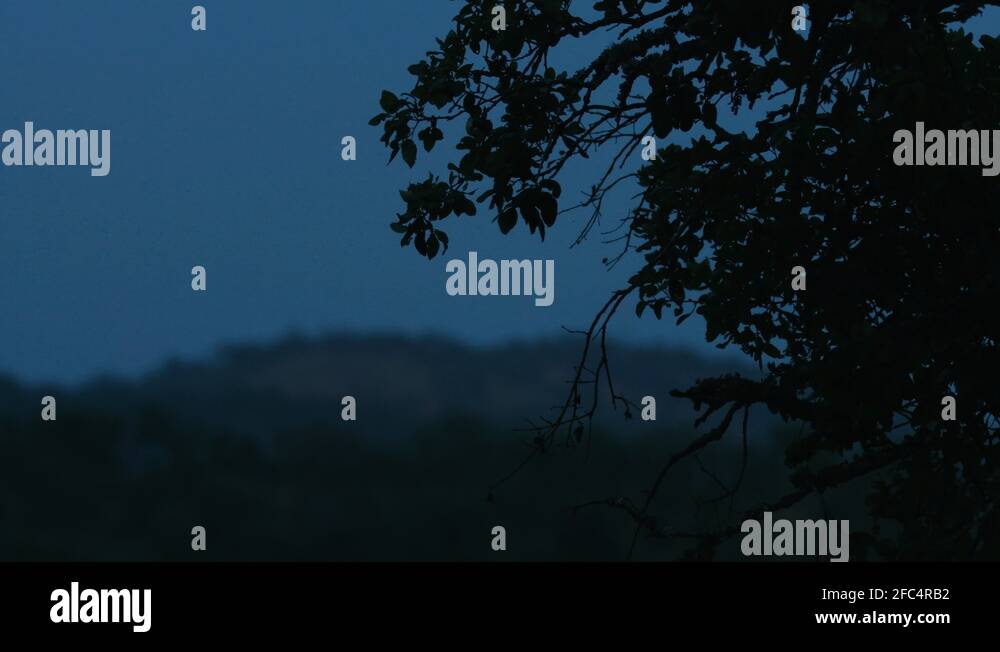 Oak tree night Stock Videos & Footage - HD and 4K Video Clips - Alamy