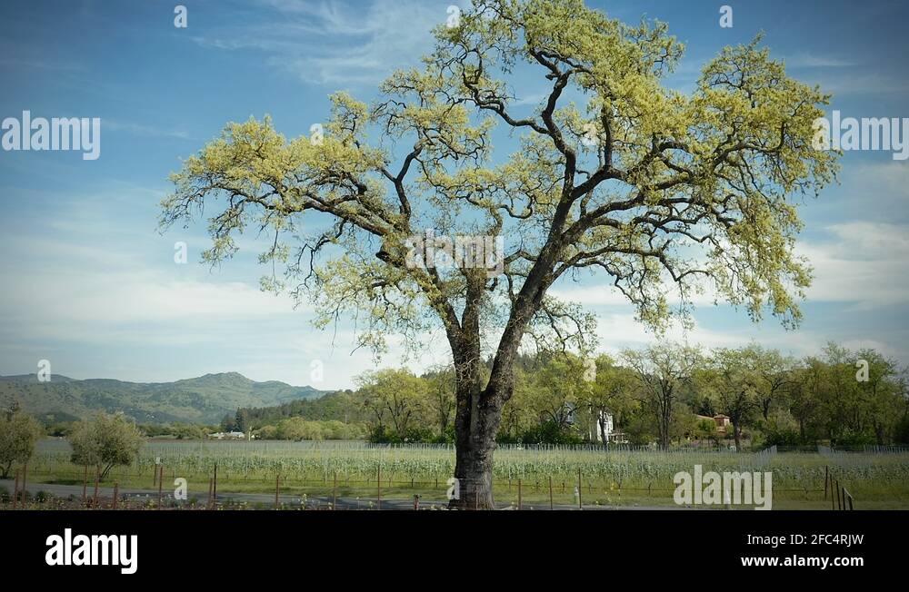 Oak vines Stock Videos & Footage - HD and 4K Video Clips - Alamy