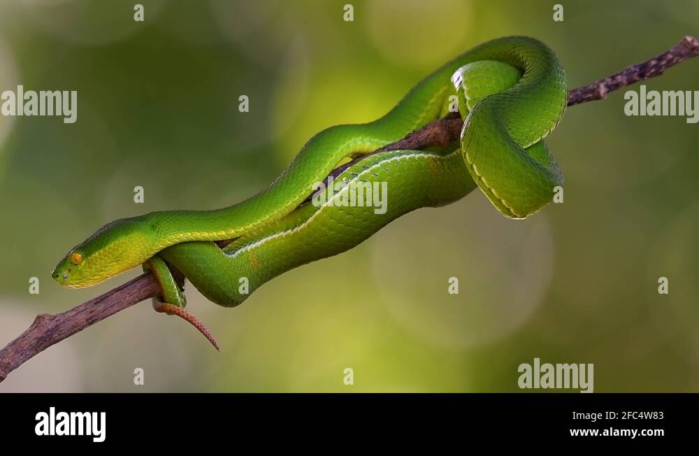 The White-lipped Pit Viper is a venomous pit viper endemic to Southeast ...