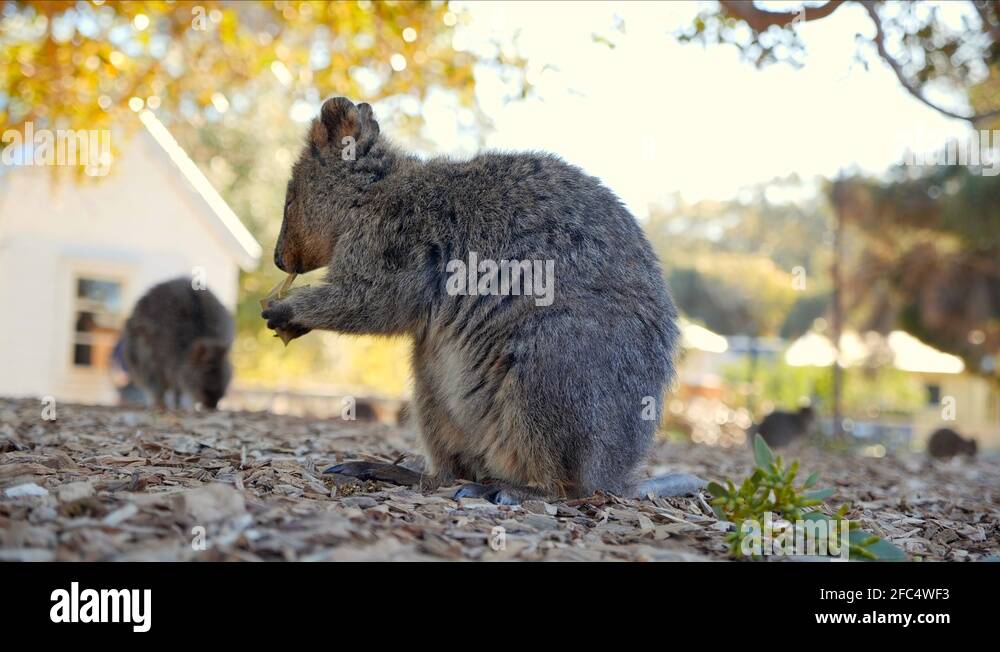 Marsupial eating Stock Videos & Footage - HD and 4K Video Clips - Alamy
