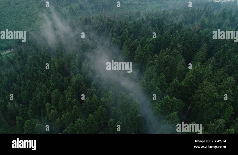 Forest mist Stock Videos & Footage - HD and 4K Video Clips - Alamy