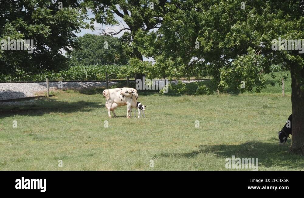 Protecting country Stock Videos & Footage - HD and 4K Video Clips - Alamy
