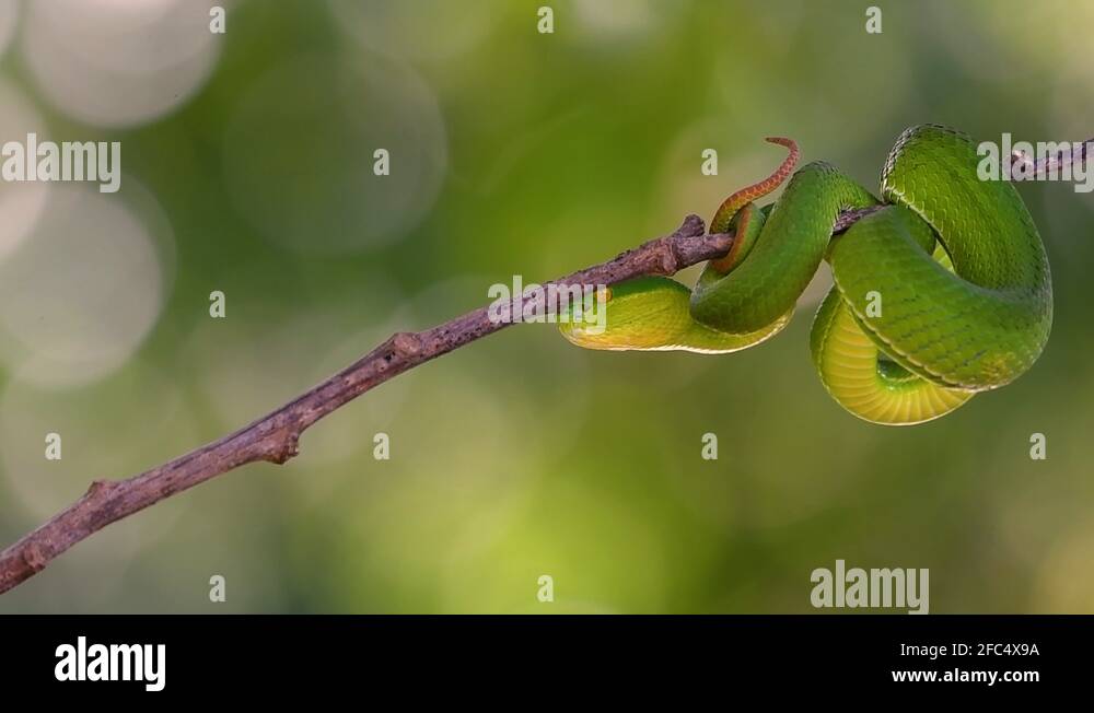 The White-lipped Pit Viper is a venomous pit viper endemic to Southeast ...
