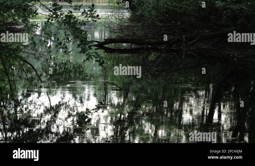 Lake under trees Stock Videos & Footage - HD and 4K Video Clips - Alamy