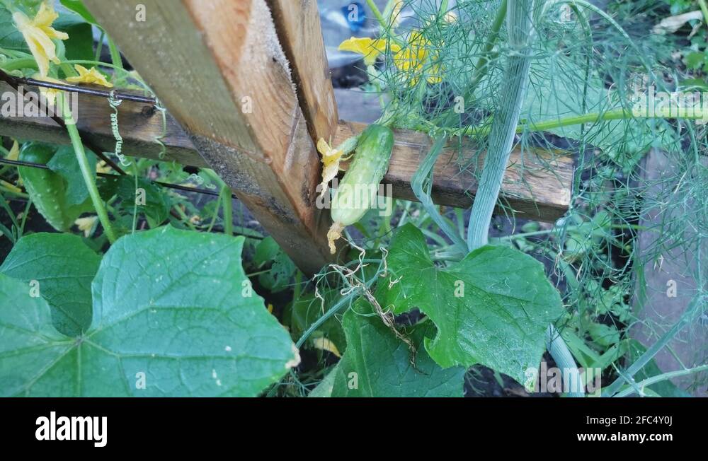 Gherkin plant Stock Videos & Footage - HD and 4K Video Clips - Alamy