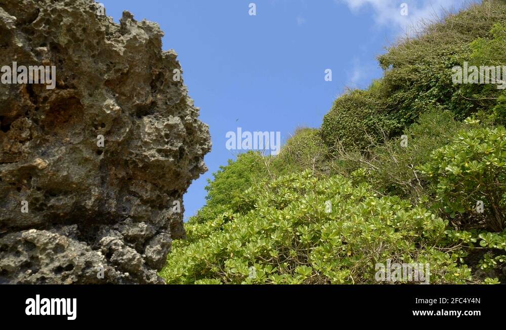 Volcanic rock and tropical beach trees filmed handheld Stock Video ...