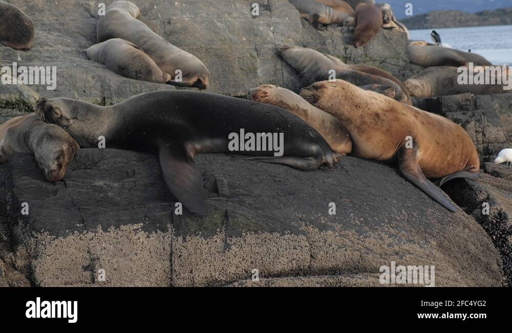 Group four seals Stock Videos & Footage - HD and 4K Video Clips - Alamy