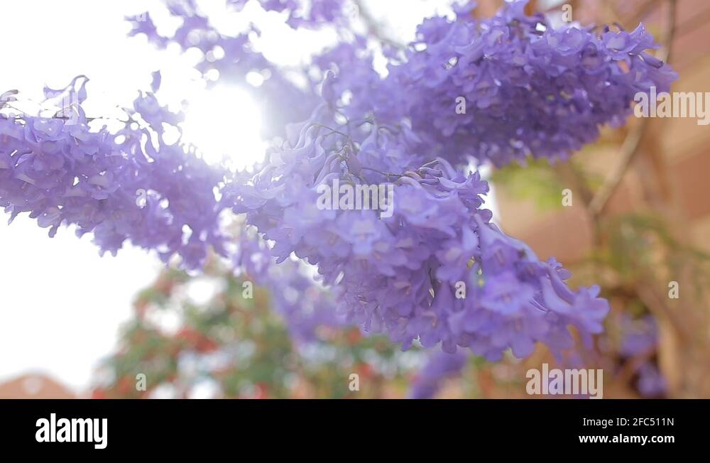 Real flower border Stock Videos & Footage - HD and 4K Video Clips - Alamy