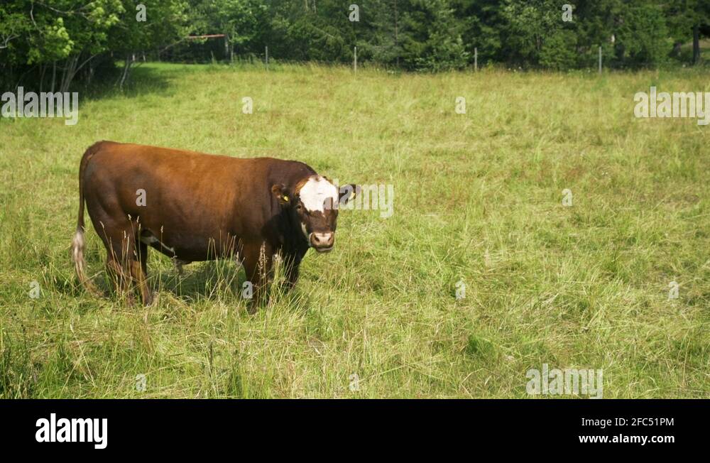 Bull walk Stock Videos & Footage - HD and 4K Video Clips - Alamy