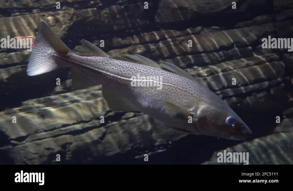 Atlantic cod underwater Stock Videos & Footage - HD and 4K Video Clips ...