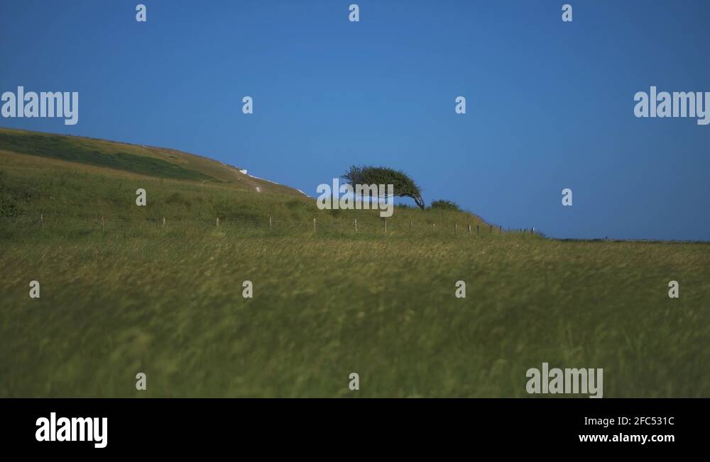 Wind formed tree Stock Videos & Footage - HD and 4K Video Clips - Alamy