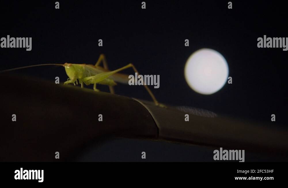 Grass background cricket Stock Videos & Footage - HD and 4K Video Clips ...