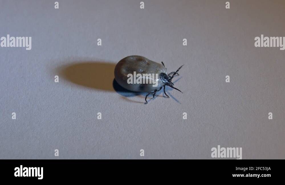 A tick that has been red from a dog walks around, filled with blood ...