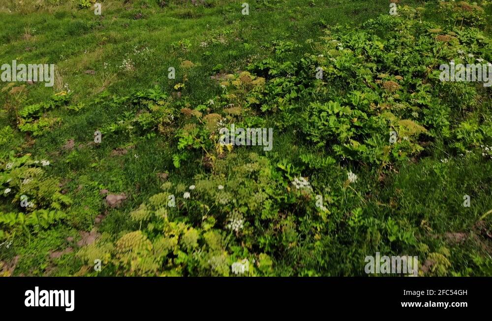 Uk invasive plants Stock Videos & Footage - HD and 4K Video Clips - Alamy