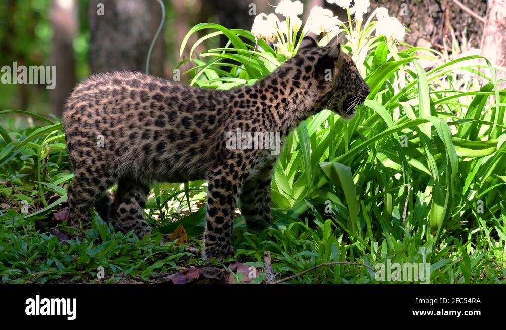 Indo Chinese Leopard