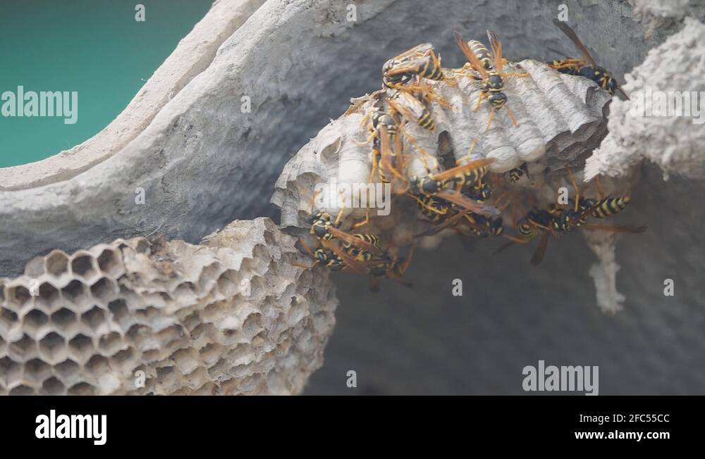 wasps under the roof of the house pests. wasps nest. wild wasp slow motion video Stock Video ...