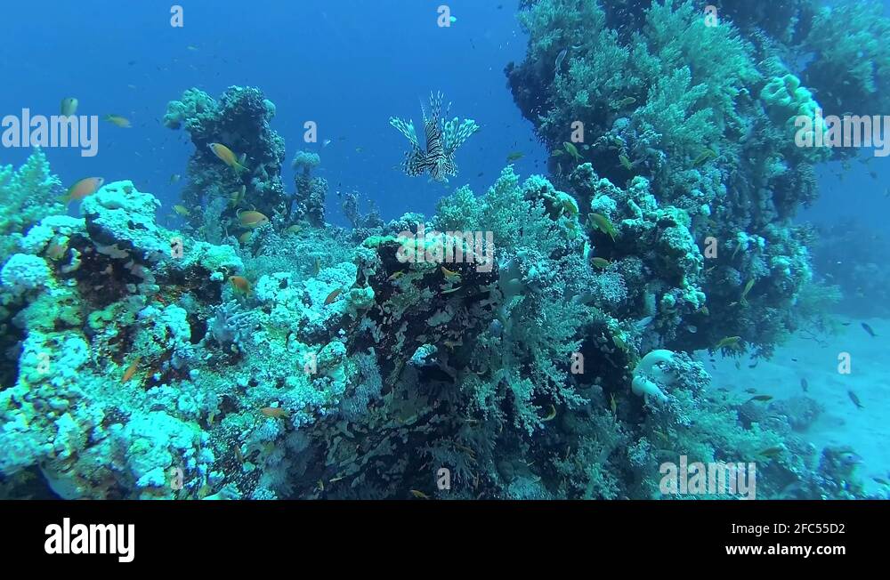 Common lionfish (Pterois volitans), Fish hunt and swim over a coral ...