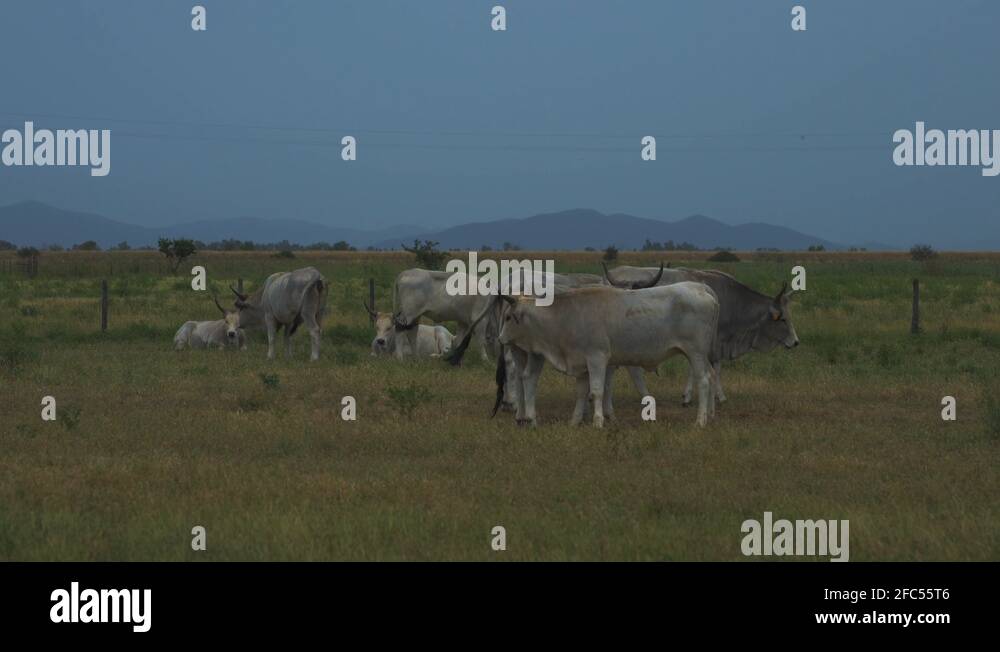 Famous cows Stock Videos & Footage - HD and 4K Video Clips - Alamy