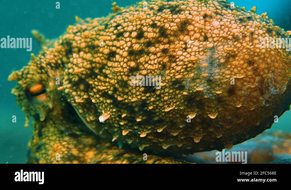 Octopus head Stock Videos & Footage - HD and 4K Video Clips - Alamy