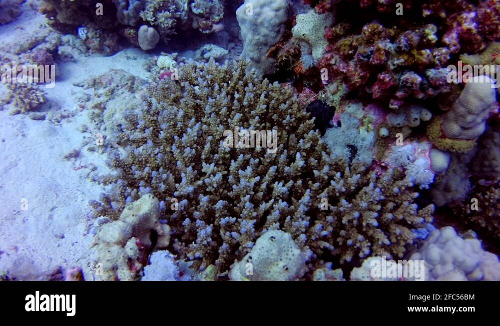 Coral reef, different types of coral and tropical fish. Nature of the ...