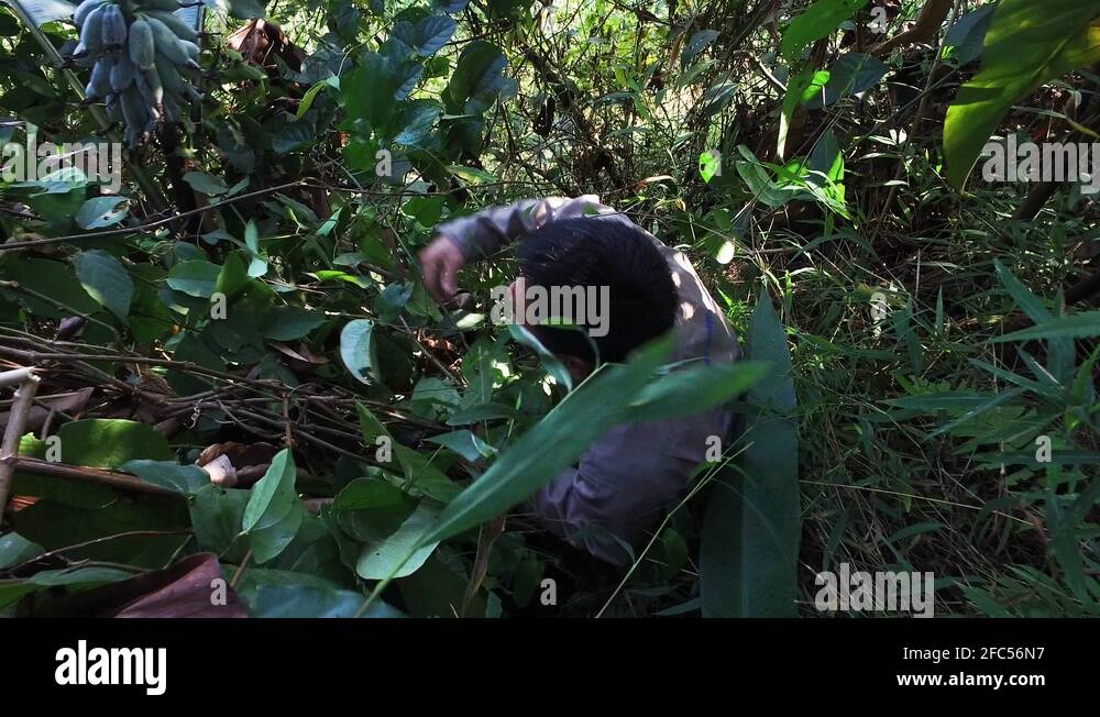Musa acuminata wild banana Stock Videos & Footage - HD and 4K Video ...
