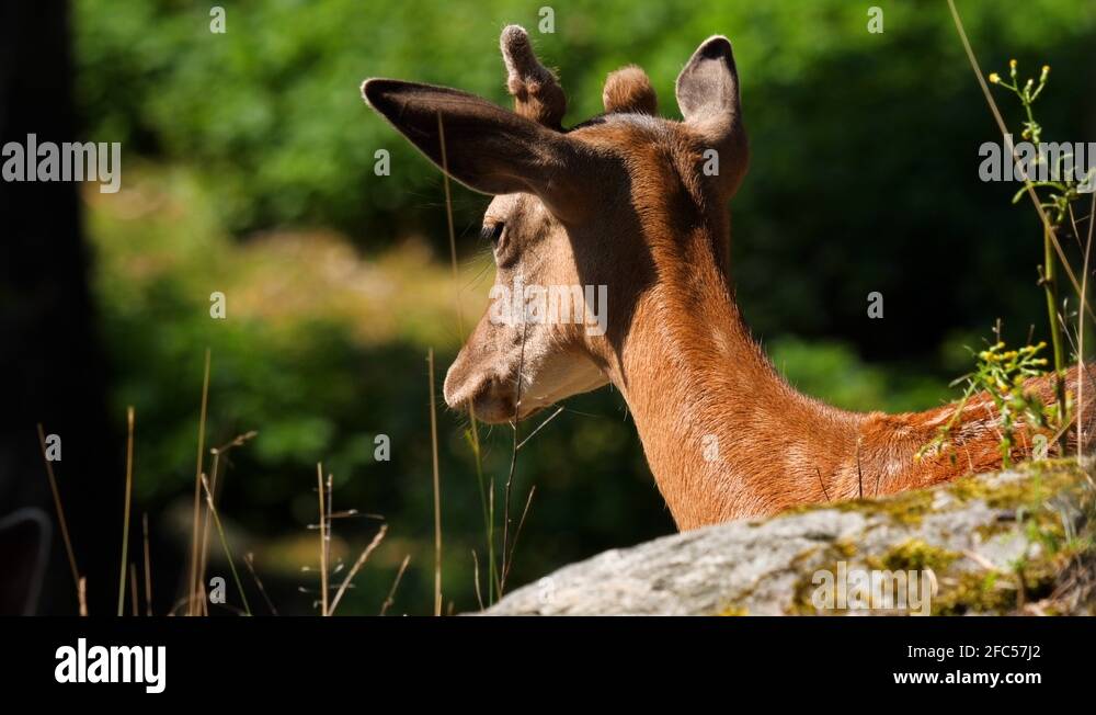 Beautiful white tailed deer Stock Videos & Footage - HD and 4K Video ...