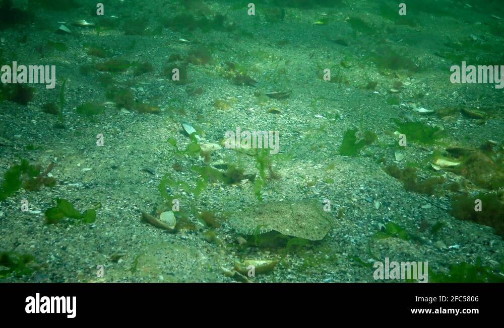 Mimicry biology Stock Videos & Footage - HD and 4K Video Clips - Alamy