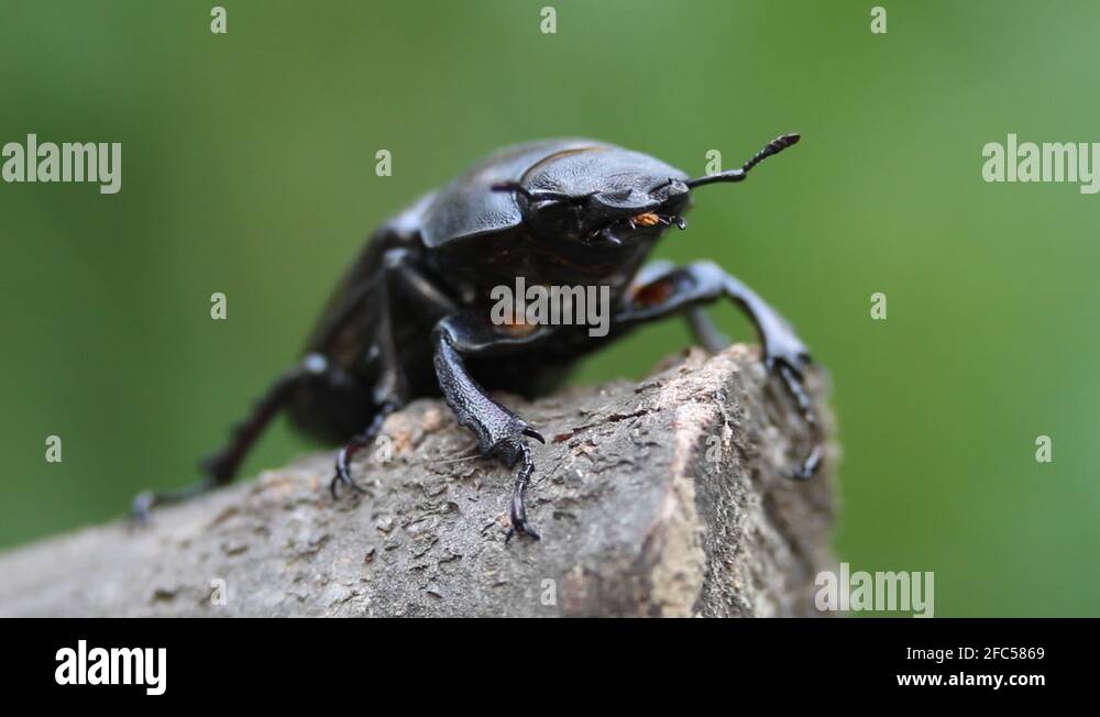 Female lucanus cervus Stock Videos & Footage - HD and 4K Video Clips ...