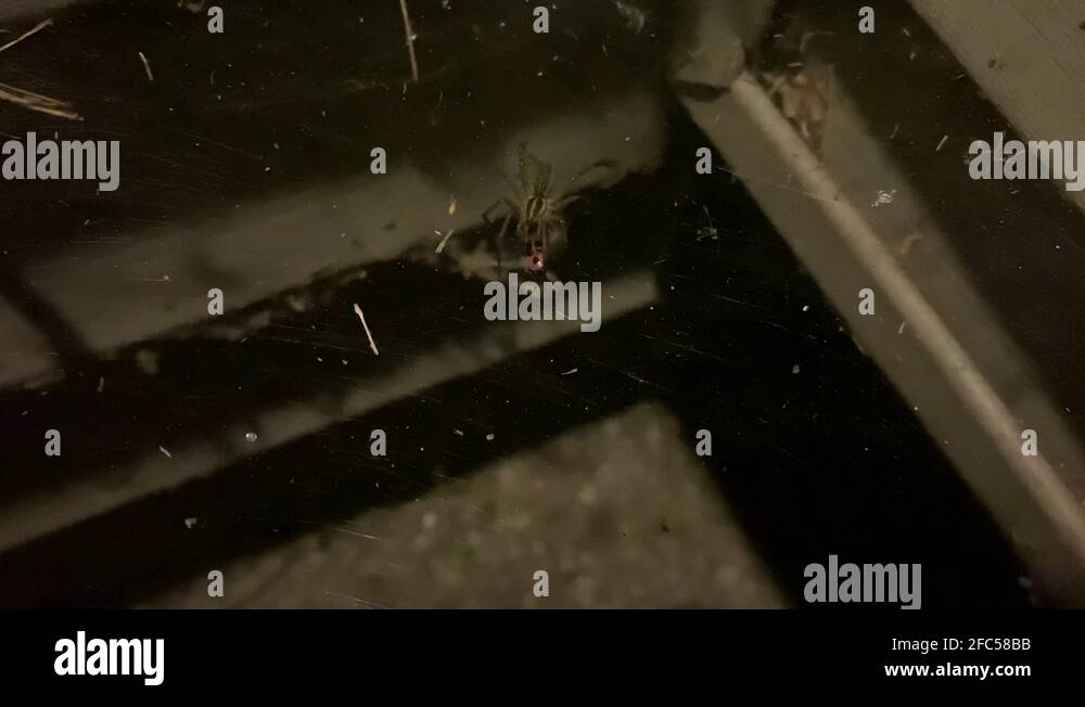 Insect stuck in spider web Stock Videos & Footage - HD and 4K Video ...