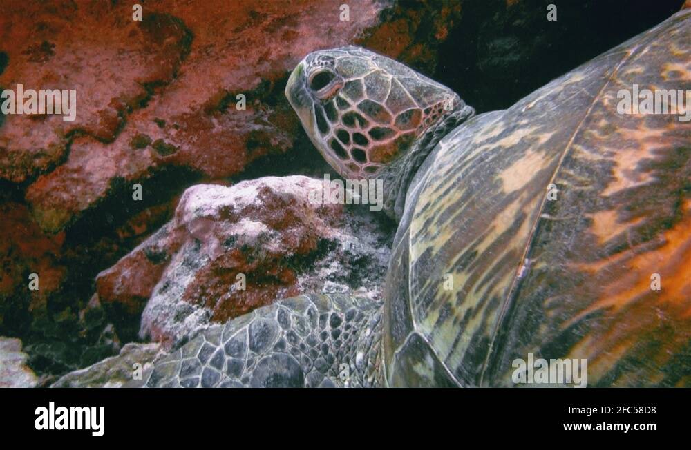 Sea turtle head close up Stock Videos & Footage - HD and 4K Video Clips ...