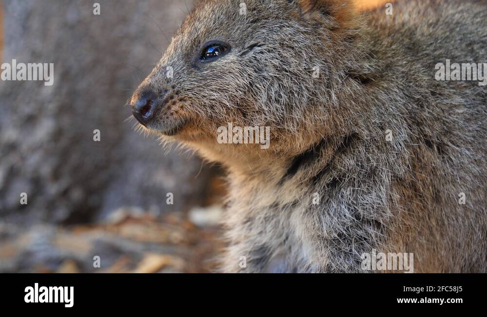 Australian animal animals Stock Videos & Footage - HD and 4K Video ...