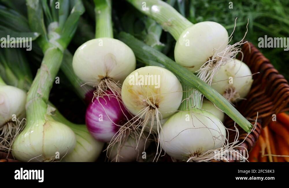 Canada onion Stock Videos & Footage - HD and 4K Video Clips - Alamy