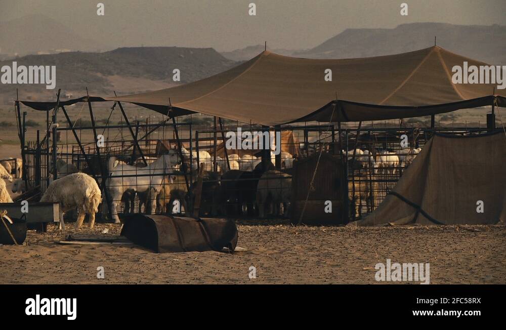 Desert sheep saudi arabia Stock Videos & Footage - HD and 4K Video ...