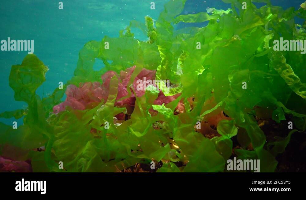 Red, green and brown algae on the seabed in the Black Sea (Porphyra ...
