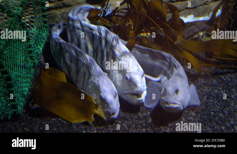 Atlantic wolffish ocean catfish wolf fish Stock Videos & Footage - HD ...