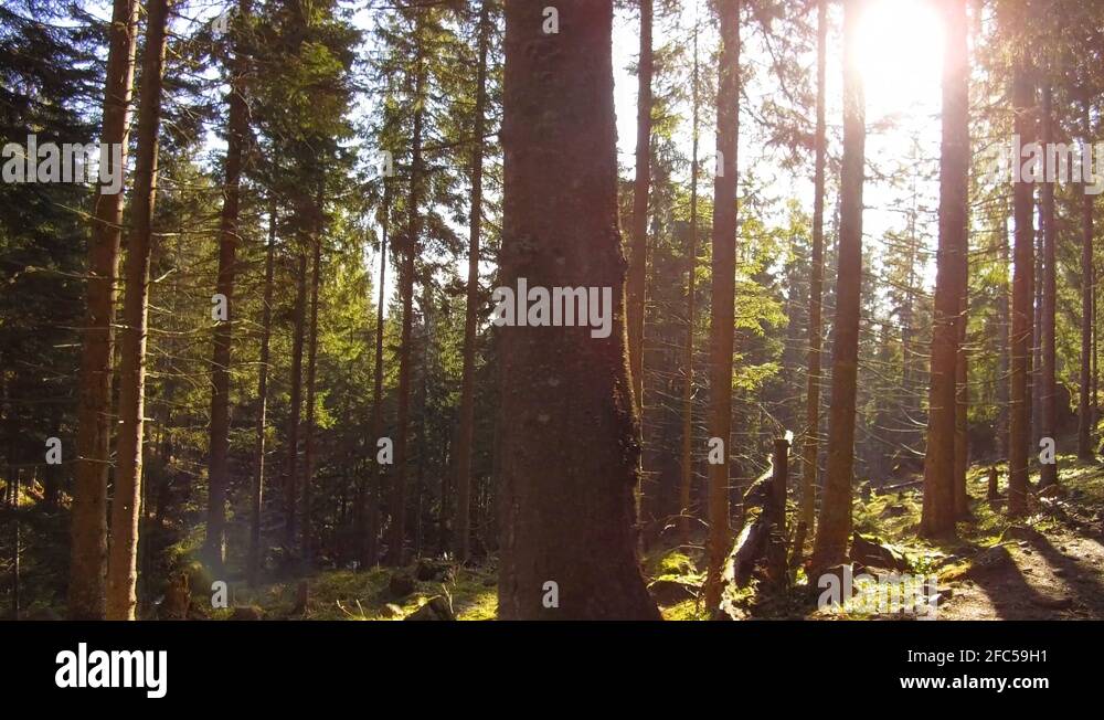 High ridge nature trail Stock Videos & Footage - HD and 4K Video Clips ...