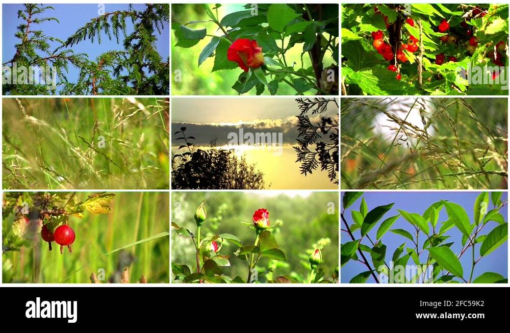Collage natural Stock Videos & Footage - HD and 4K Video Clips - Alamy