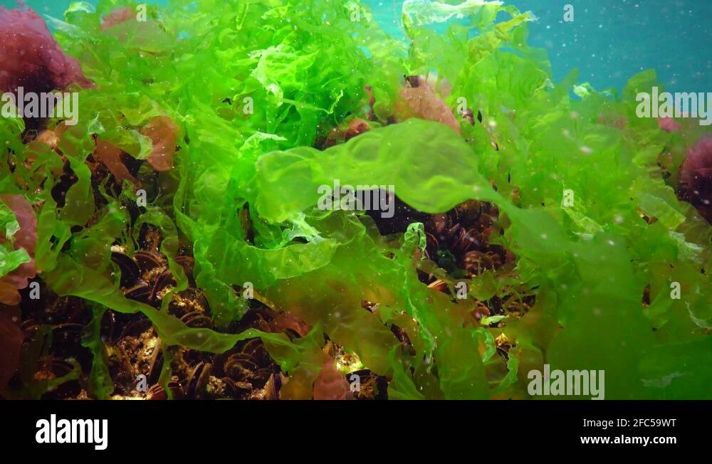 Red, green and brown algae on the seabed in the Black Sea (Porphyra ...