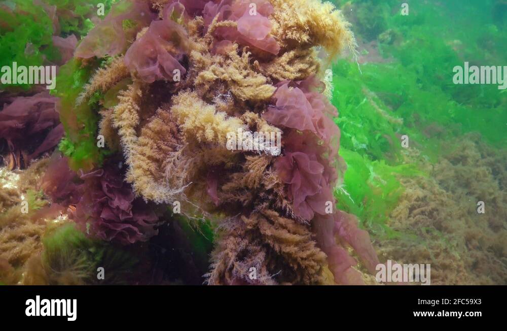 Obelia Hydroid Polyps, surrounded by green and red algae on the seabed ...