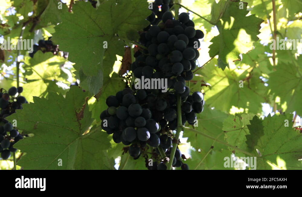 Grapes on stem Stock Videos & Footage - HD and 4K Video Clips - Alamy