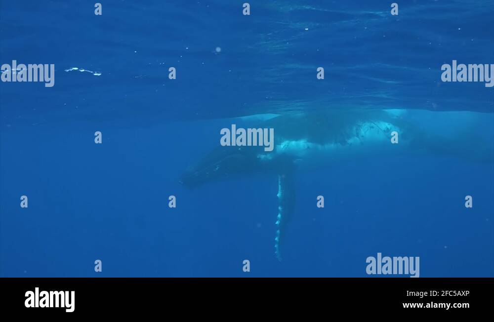 Humpback whale calf with cow whale underwater in Pacific Ocean Stock ...