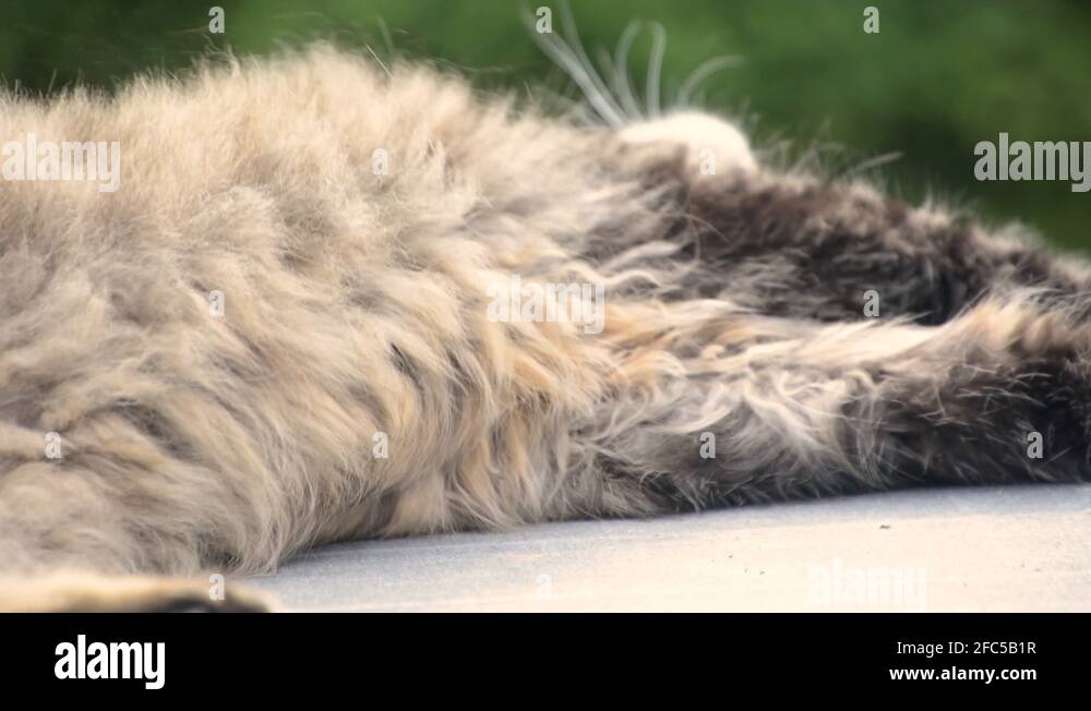 Onjunctivitis Stock Videos & Footage - HD and 4K Video Clips - Alamy