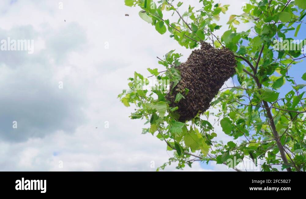 Swarm of bees. Creating a new bee colony on a tree branch. 4K Stock ...