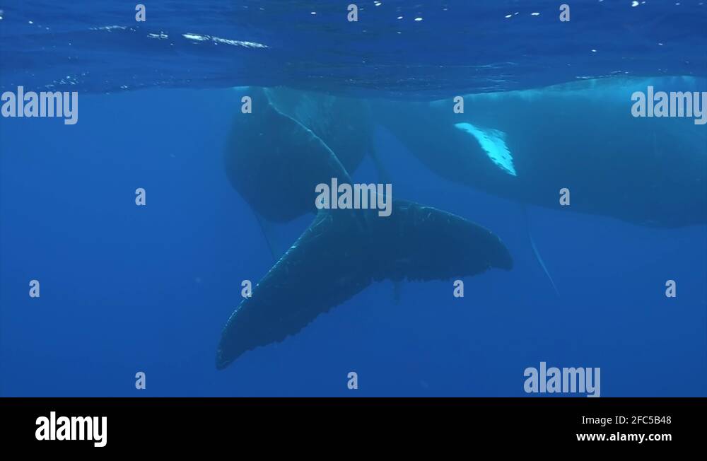 Humpback whale calf with cow whale underwater in Pacific Ocean Stock ...